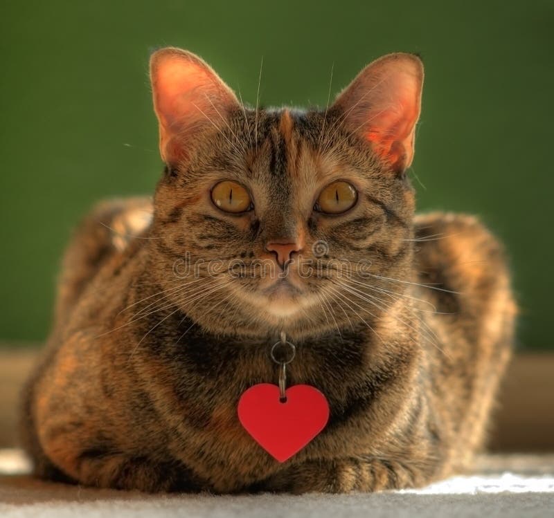 Valentine Cat stock photo. Image of loving, heart, purr - 4236032