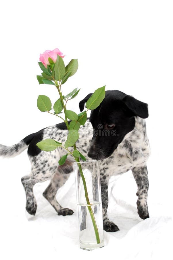 Dog with Rose stock photo. Image of dots, sniffing, softly - 49296204