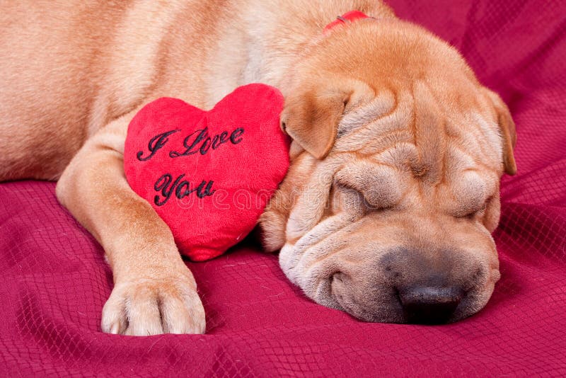 Boxer dog with a heart stock photo. Image of heart, sitting - 18898136