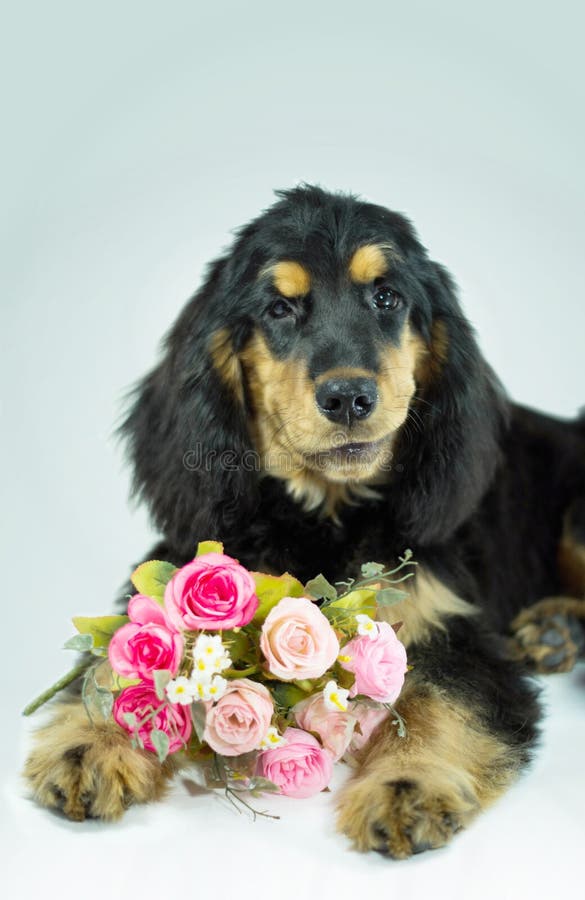 Valentine Dog with a Bouquet of Pink Roses Stock Photo - Image of funny ...