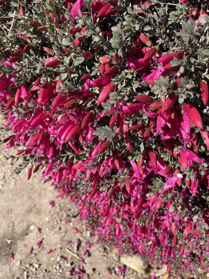 Valentine emu bush 3119 stock photo. Image of bush, backdrop - 215554112
