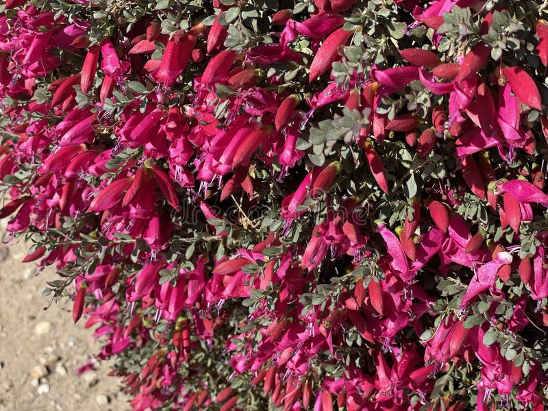 Valentine emu bush 3123 stock image. Image of drought - 215554131