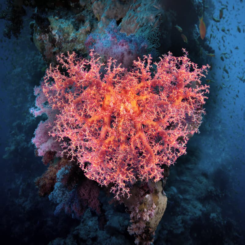 Valentine Heart Made Of Corals (Dendronephthya Hemprichi) Stock Image ...