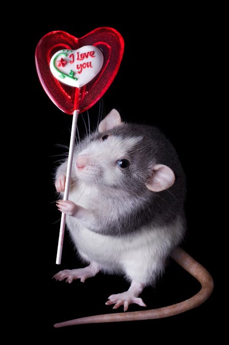 3,223 Rat Love Stock Photos - Free & Royalty-Free Stock Photos from ...