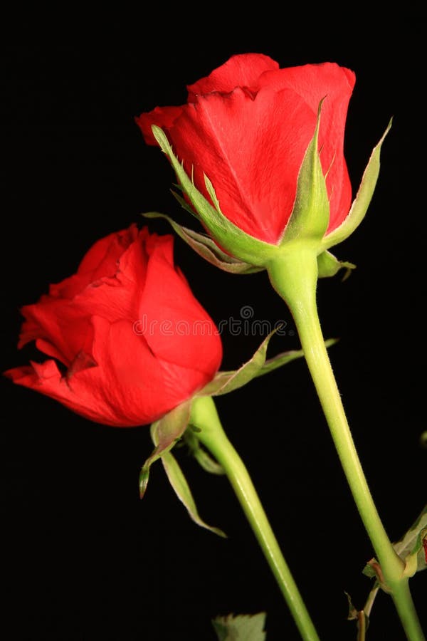 Valentine red rose stock photo. Image of flora, flower - 28483678