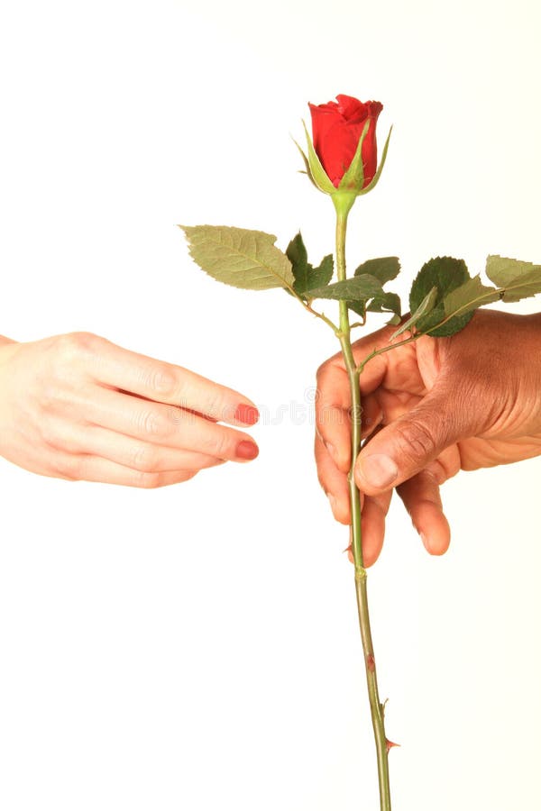 Red Rose in Female and Man S Hands Stock Photo - Image of proposal ...