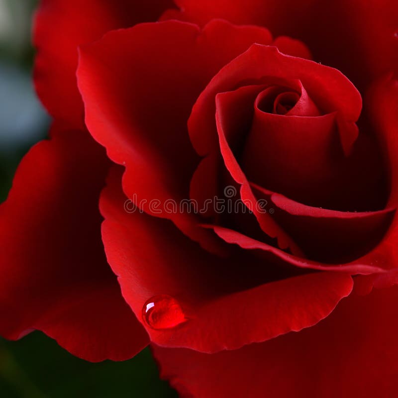 Valentine Rose Mit Einer Träne Stockfoto - Bild von nave ...