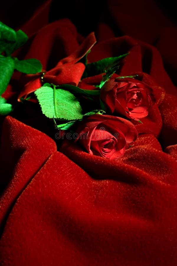 Valentine roses stock image. Image of gift, scent, petals - 1844977
