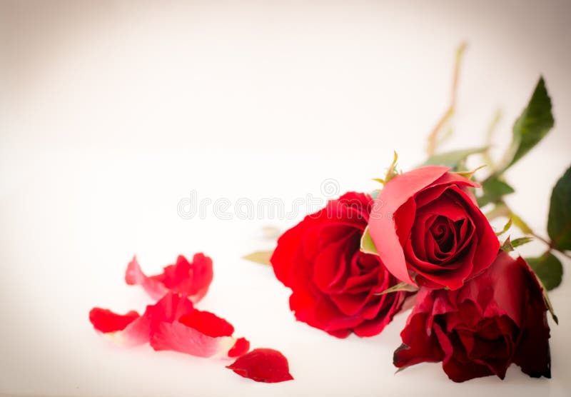 Valentine S Day Background with Red Roses Stock Photo - Image of gift ...