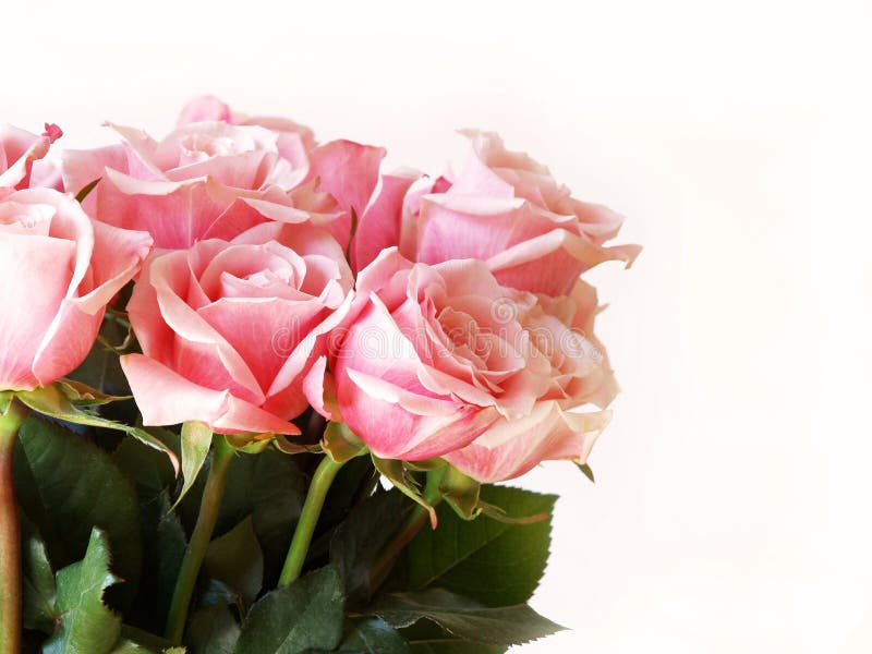 Valentine s Day pink roses stock photo. Image of february - 3881882
