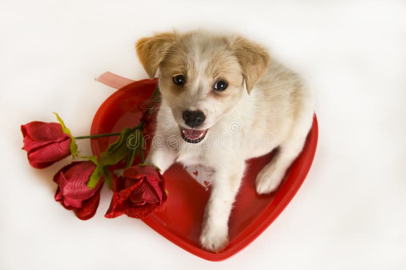 Valentine's Day Puppy With Heart And Roses Royalty Free Stock Image ...