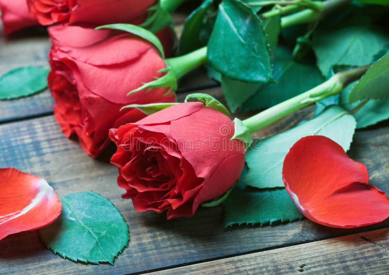 Valentine s day red roses stock photo. Image of dark - 28293200