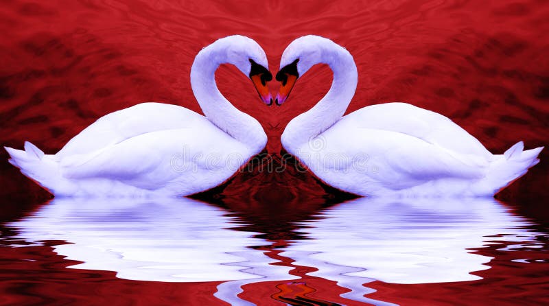 Valentine s swans stock image. Image of paradise, purity - 4142167