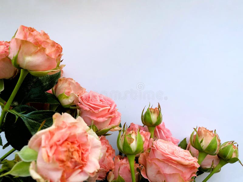 Valentines Day Background with Pink Roses. on White with Copy Space ...