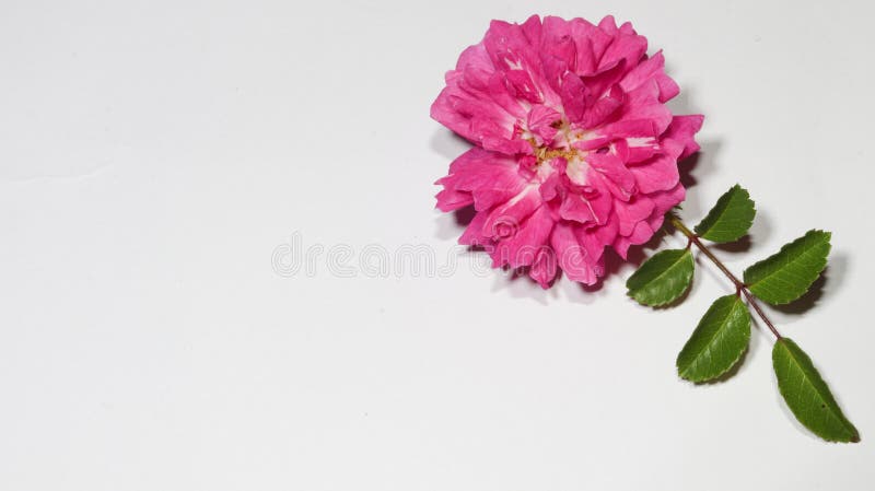 Valentines Day Background with Pink Roses on the White. Top View with ...