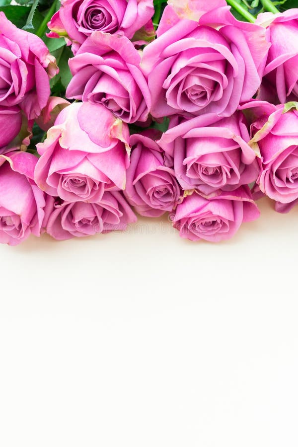 Valentines Day Violet Roses Stock Photo - Image of anniversary, holiday ...