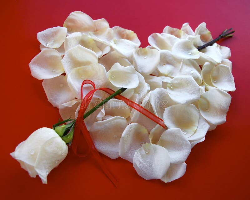 Valentines Day White Heart with Rose Arrow Stock Photo - Image of ...