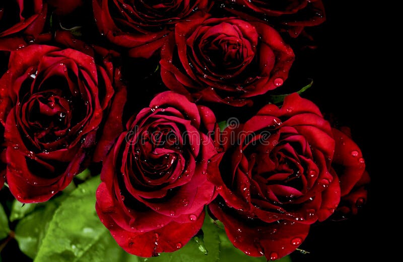 Deep red roses stock photo. Image of green, close, rose - 36743786