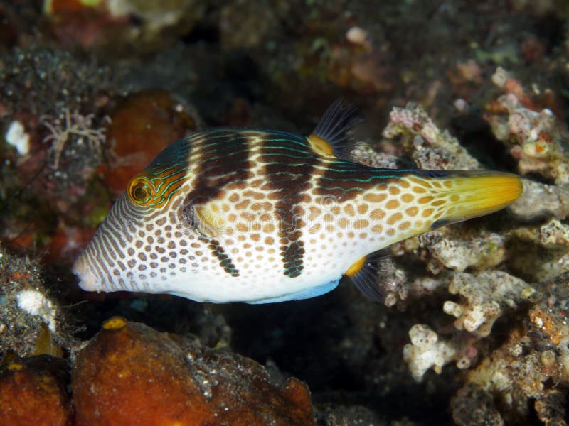 Sharpnose Puffer stockbild. Bild von riff, fische, tropisch - 26108847