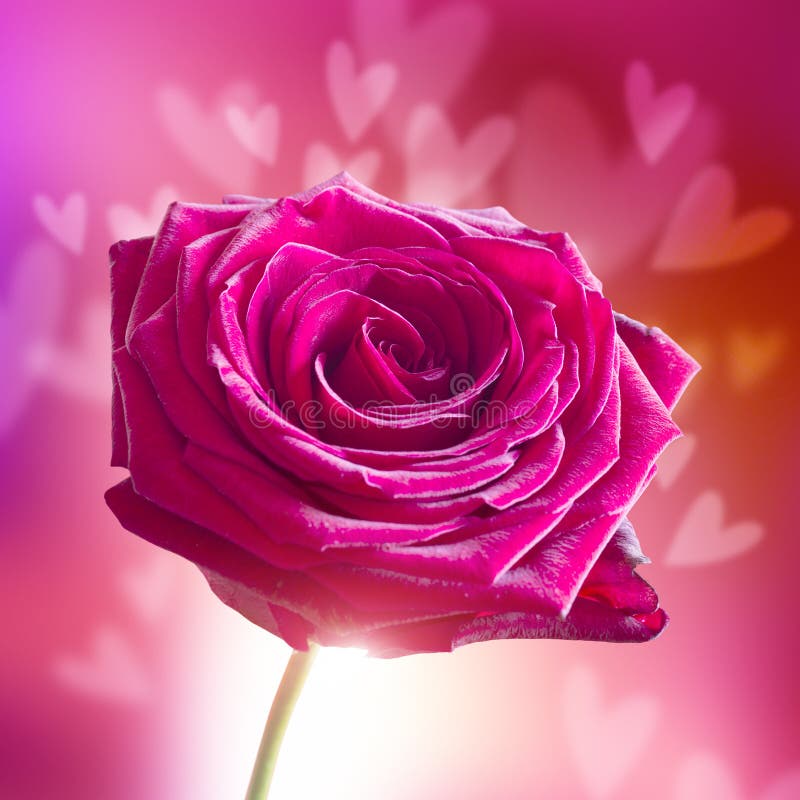 Valentinstag Rose Mit Inneren Stockbild - Bild von jahrestag, speziell ...