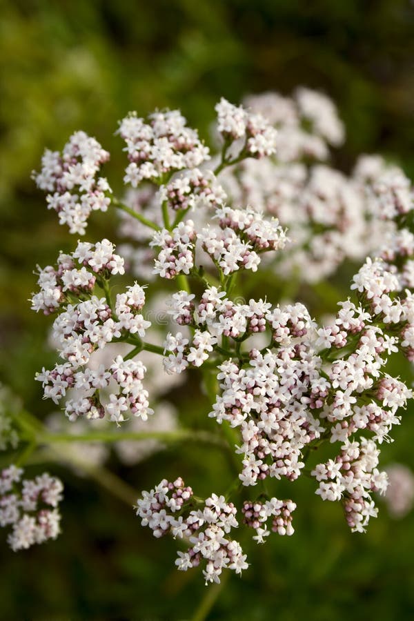 Valeriaan (Valeriana Officinalis) Stock Foto - Image of weide ...