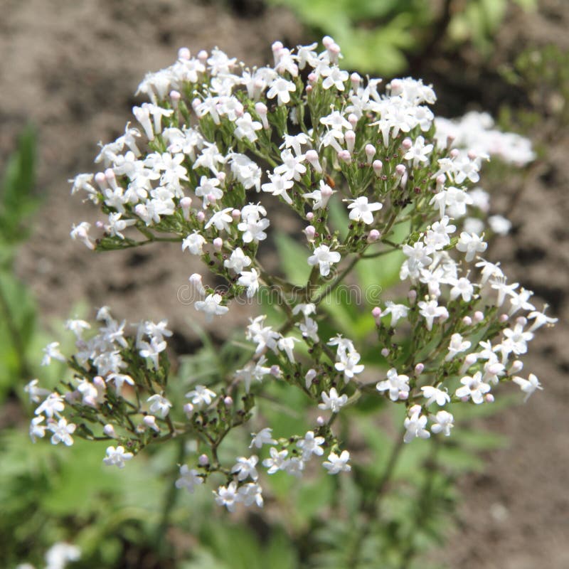 Valerian stock photo. Image of green, background, heal - 19885986