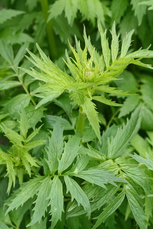 Artemesia Titepati Leaf,Fruit Banana and Flower Light.greenplants Stock ...