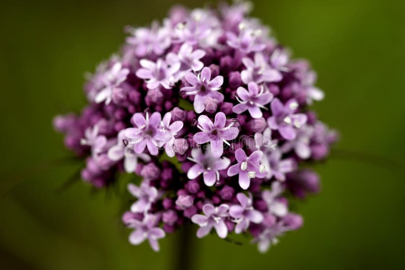 Valerian Flowers at Close Range Stock Photo - Image of flower, young ...