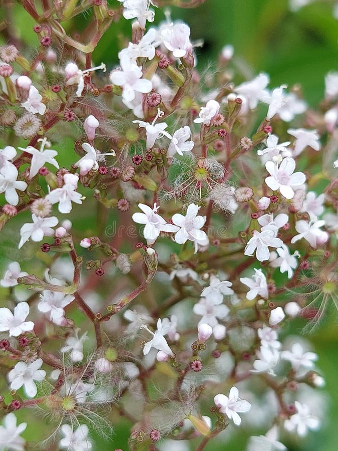 Valeriana officinalis stock image. Image of caprifoliaceae - 255946979