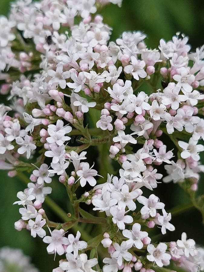 Valeriana officinalis stock photo. Image of valeriana - 255947126
