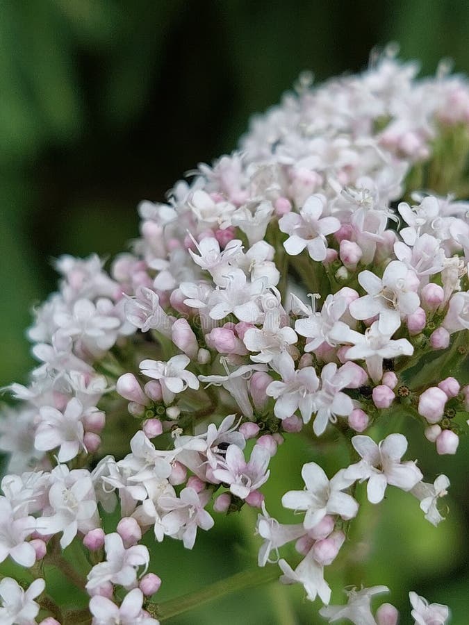 Valeriana officinalis stock photo. Image of vandal, valerian - 255947158