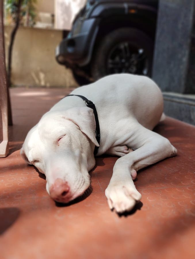 El Rajapalayam Ladra Mucho