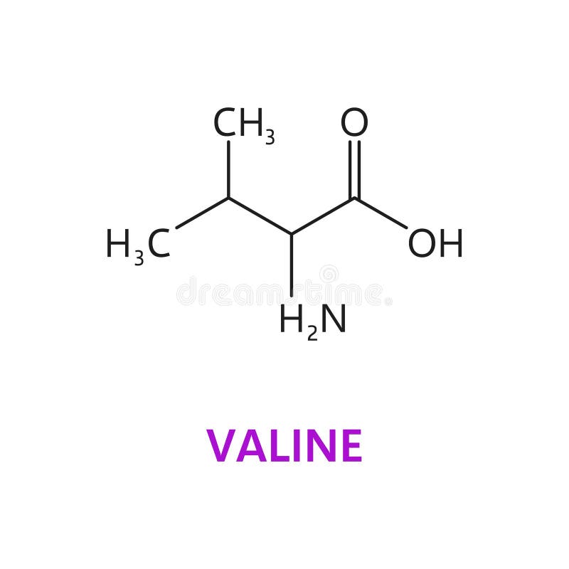 Valine Amino Acid Chemical Molecular Structure Stock Vector ...