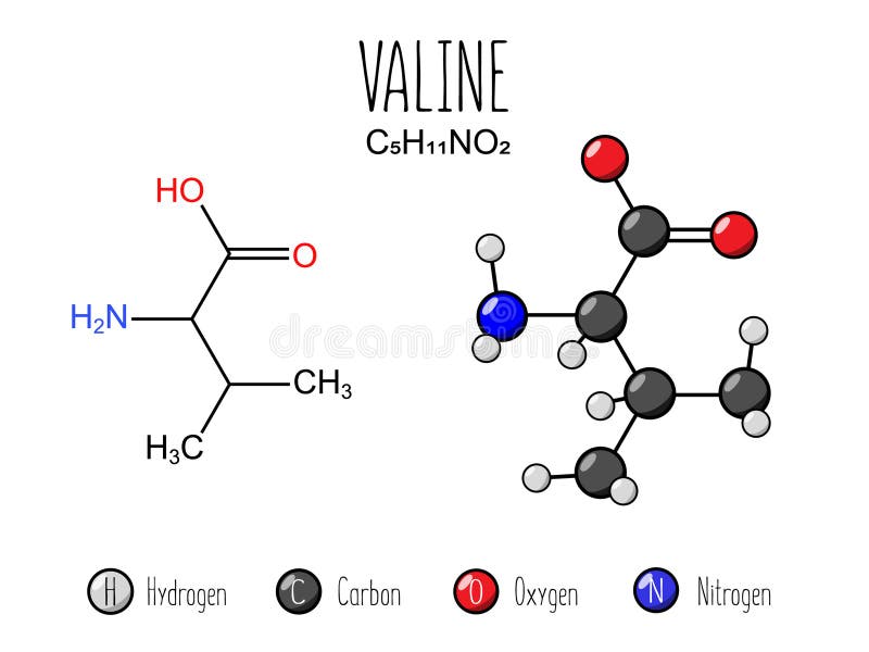 Valine Amino Acid Representation. Stock Vector - Illustration of atom ...