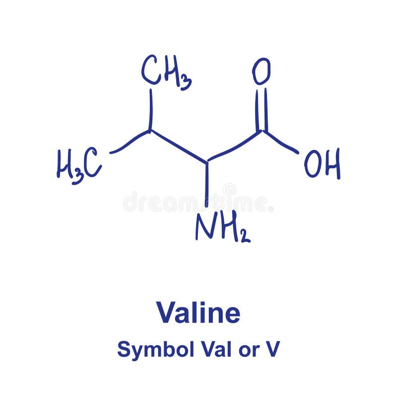 Valine Chemical Structure. Vector Illustration Hand Drawn Stock Vector ...