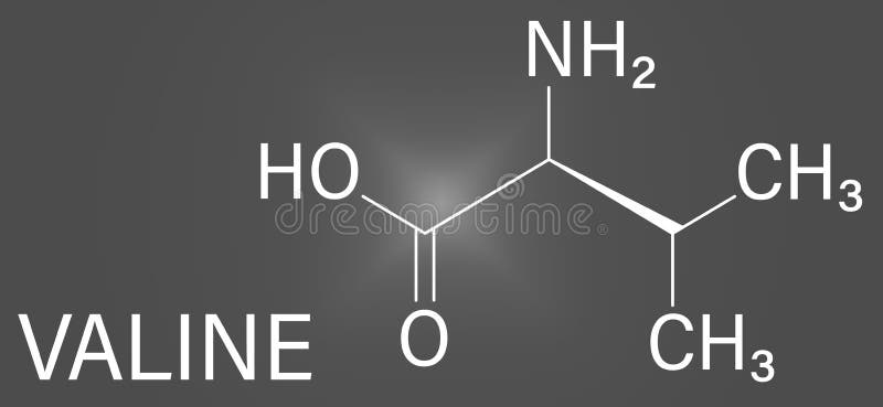 Valine or L-valine, Val, V, Amino Acid Molecule. Skeletal Formula Stock ...