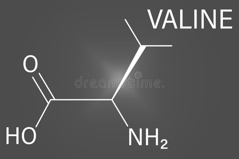 Valine or L-valine, Val, V, Amino Acid Molecule. Skeletal Formula Stock ...