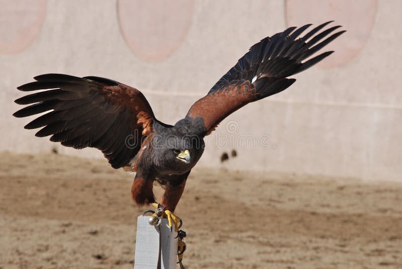 Valk stock foto. Image of bedwongen, klauwen, gekrabd - 17622894