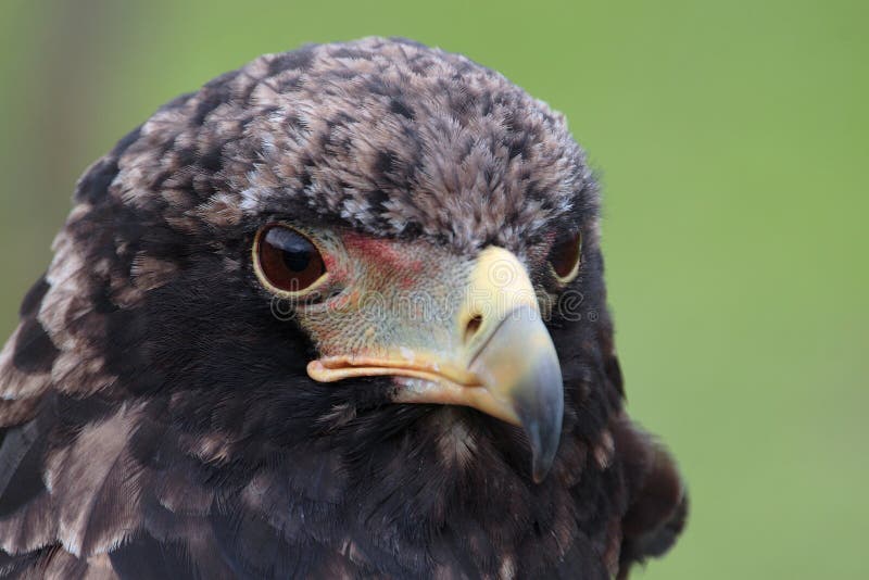 Valk stock afbeelding. Image of ogen, dieren, nave, macro - 2657983