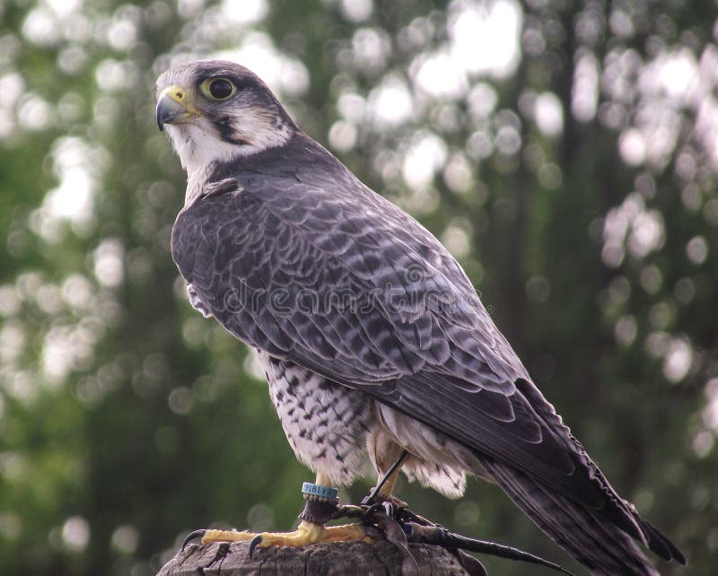 Valk stock afbeelding. Image of slechtvalk, vogel, bedreigd - 42589085