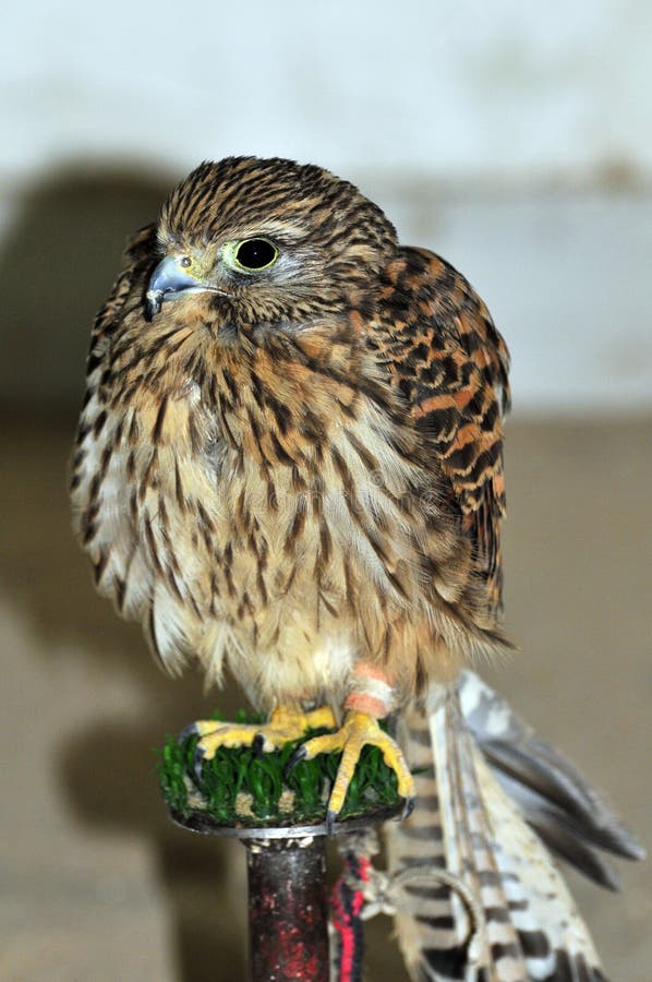 Valk stock afbeelding. Image of fauna, wild, valk, veer - 7216511