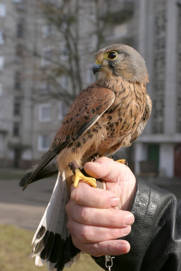 Valk stock afbeelding. Image of palm, vogel, wapen, wild - 8631673