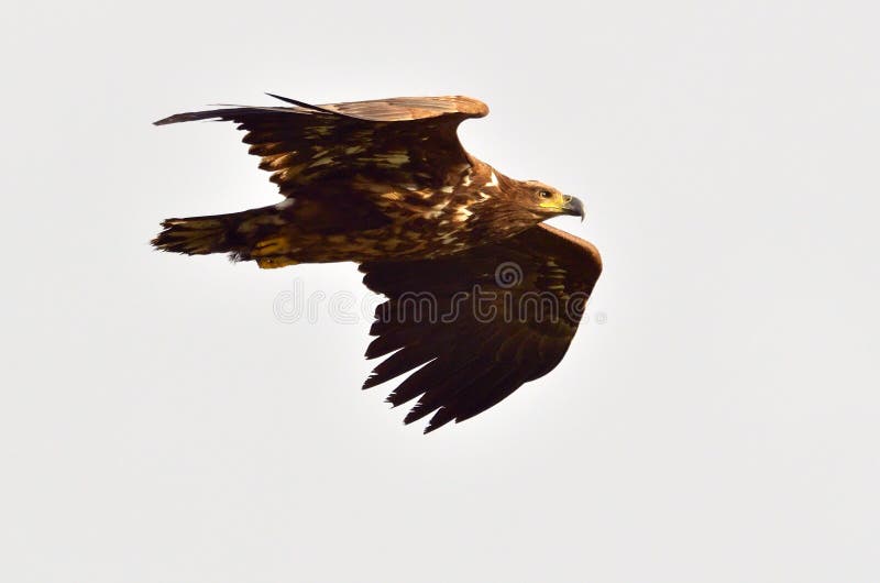 Sakervalk Tijdens De Vlucht Over Witte Achtergrond Stock Foto - Image ...