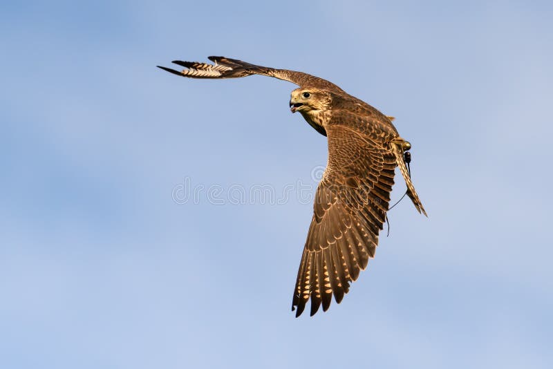 Vogel - valk stock foto. Image of veer, dier, valk, dieren - 43773414