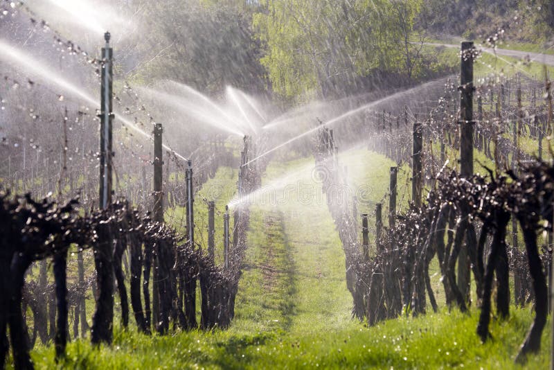 Irrigation De Vignoble De Raisin, La Californie Image stock - Image du ...