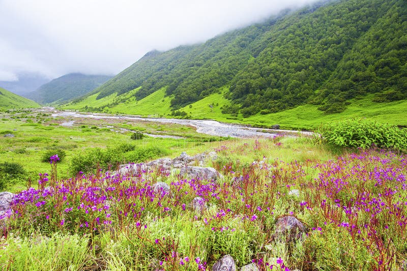 Vallée Des Fleurs, Inde D'uttarakhand Photo stock - Image du flore ...