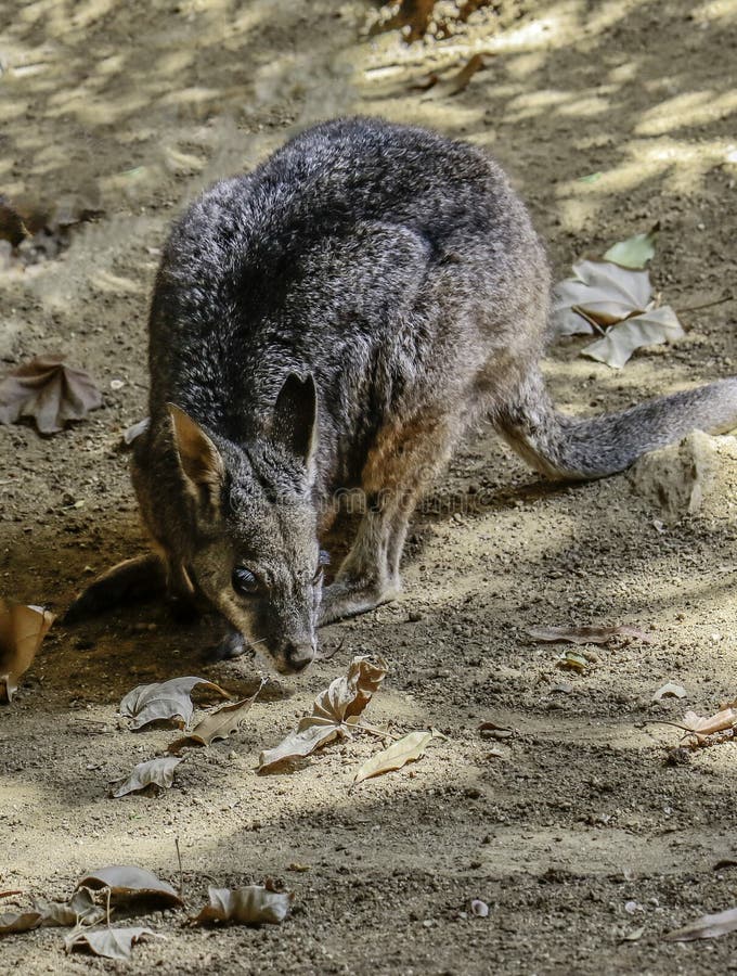 Vallaby fotografering för bildbyråer. Bild av close - 108667729