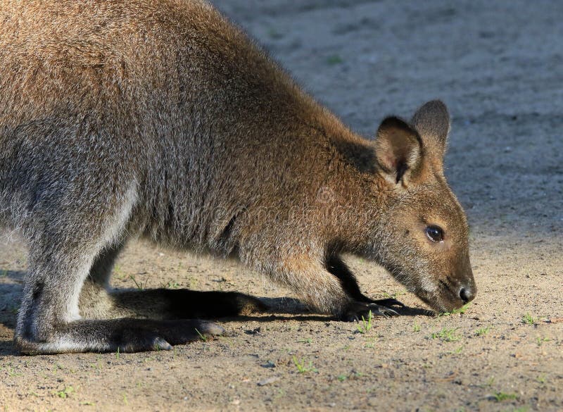 Vallaby fotografering för bildbyråer. Bild av posera - 108667729