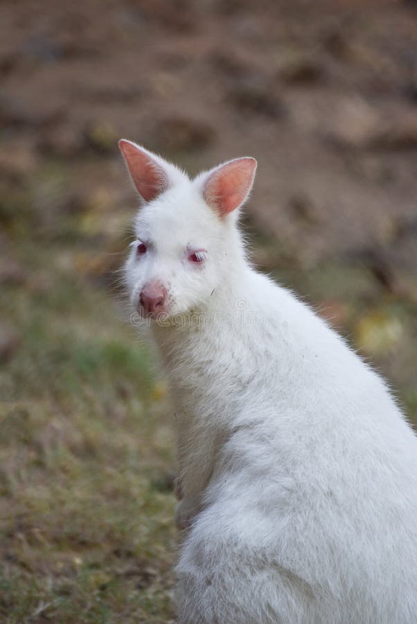 Vallaby fotografering för bildbyråer. Bild av bennett - 111143627