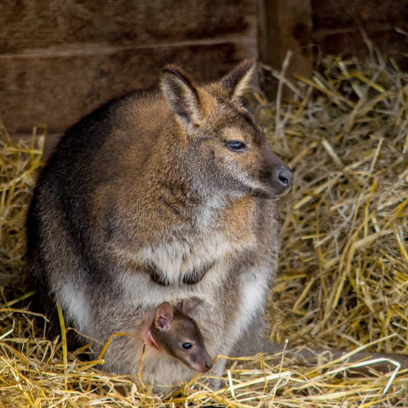 Vallaby arkivfoto. Bild av herbivor, skog, angus - 17391678